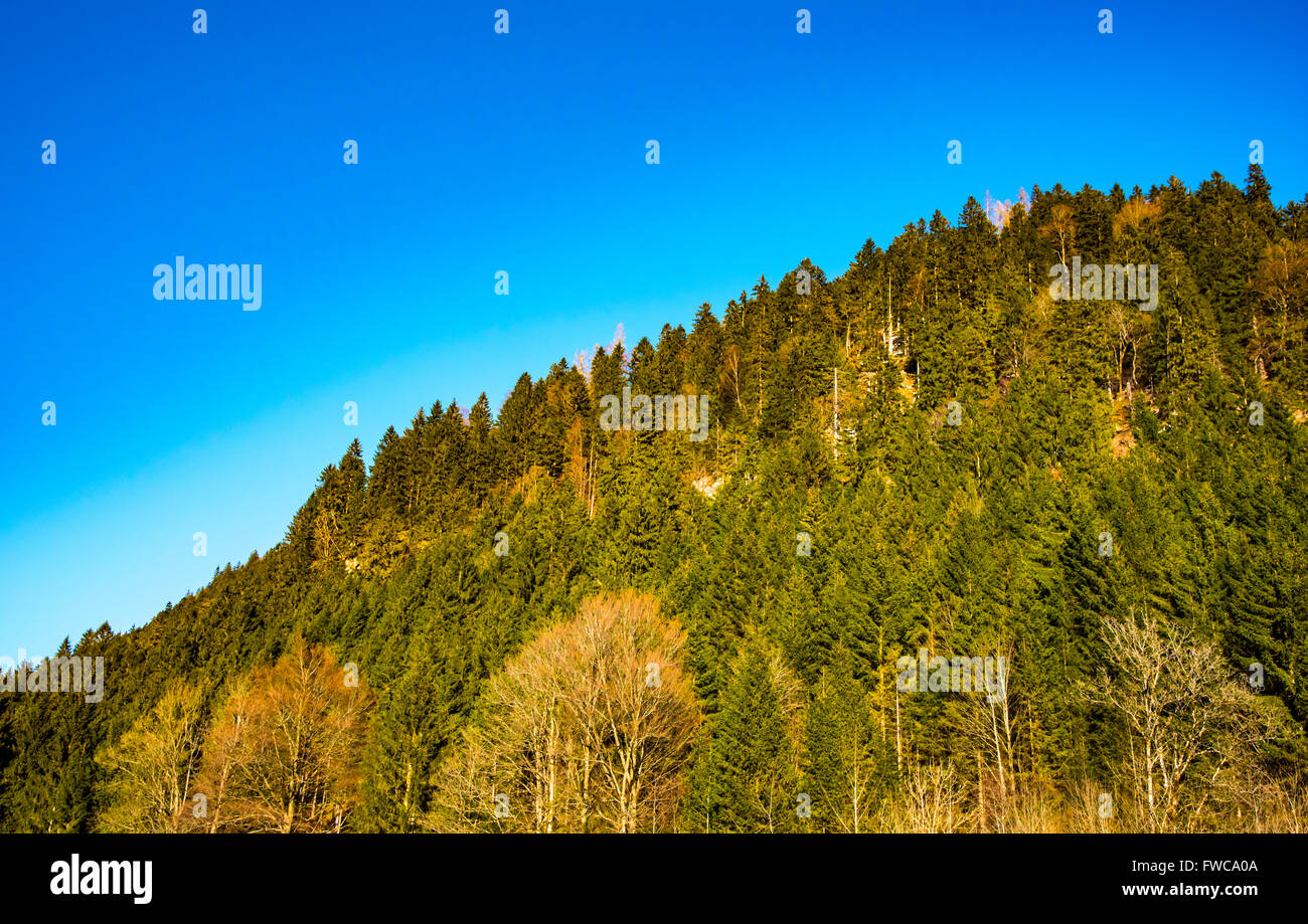 green forest hillside in spring Stock Photo - Alamy