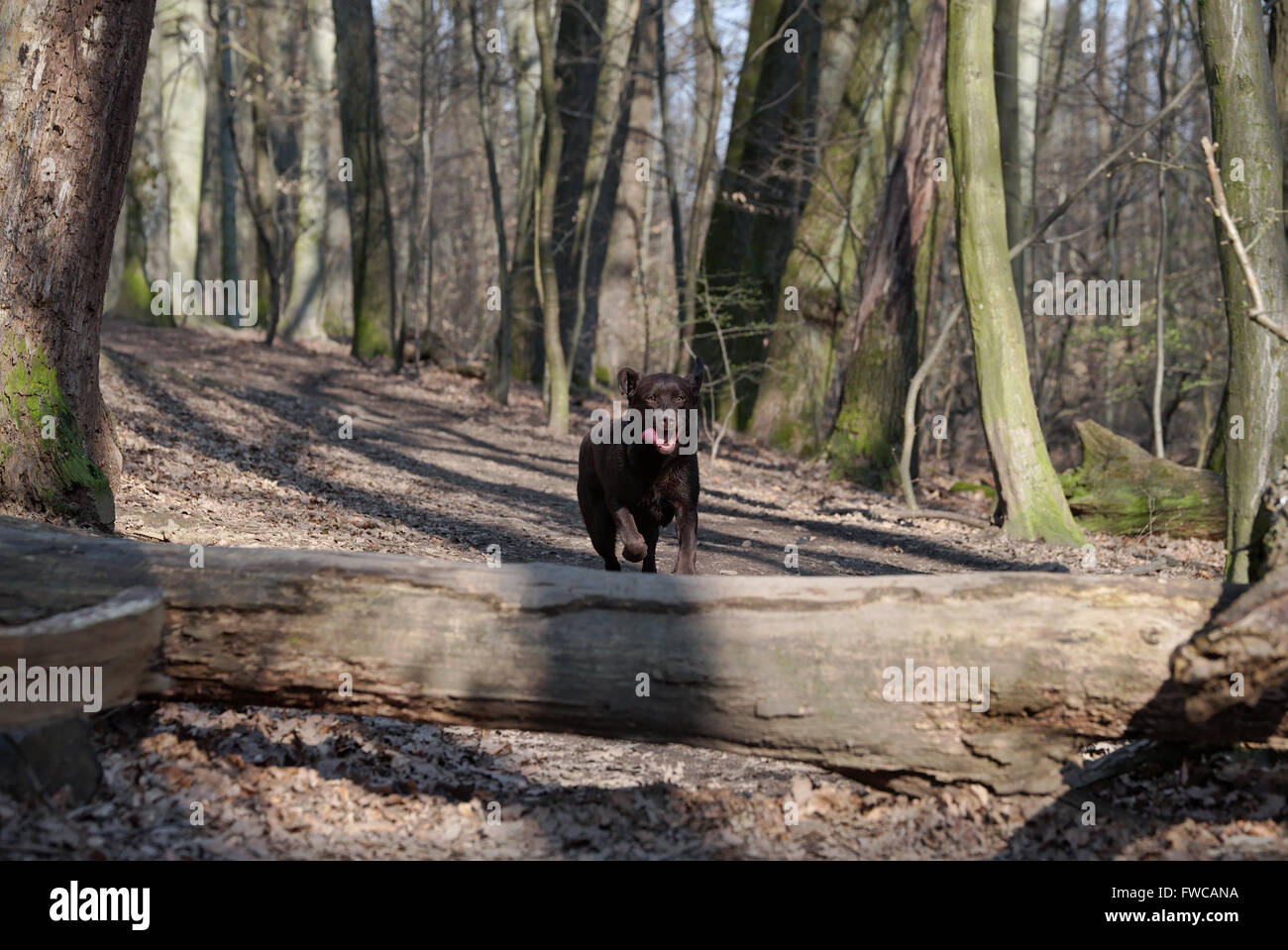 a jumping Labrador Dog in the Forest Stock Photo - Alamy