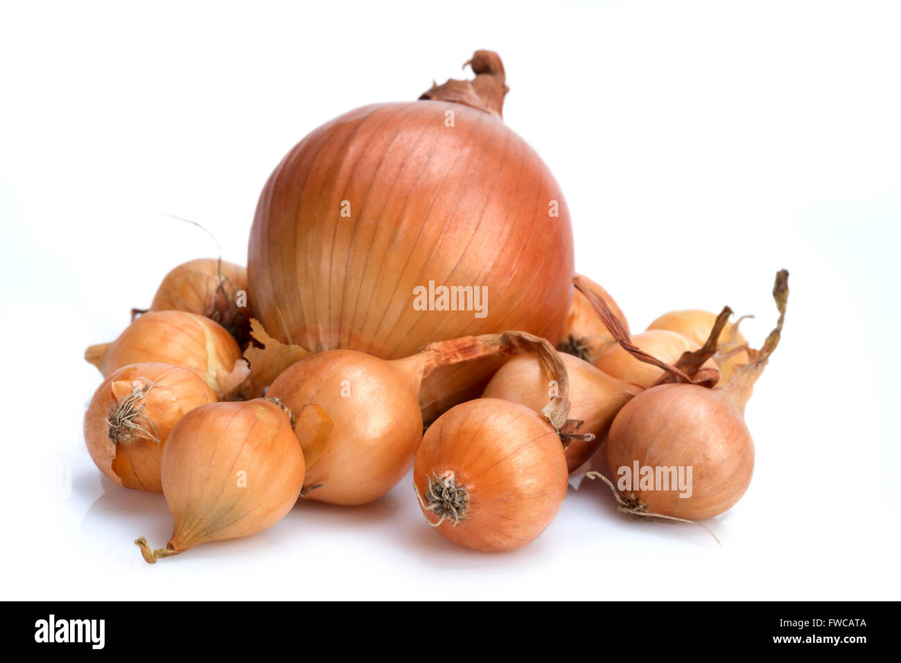 Bulbils hi-res stock photography and images - Alamy