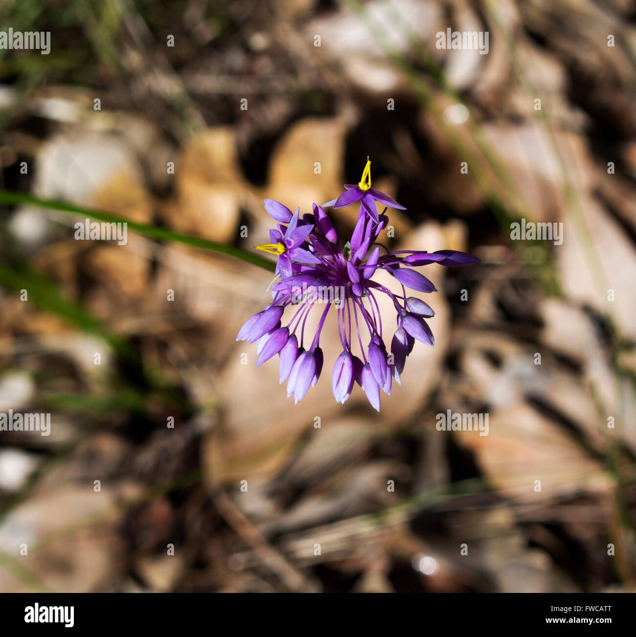 Beautiful rare West Australian native wild flower Purple tassels flower ...