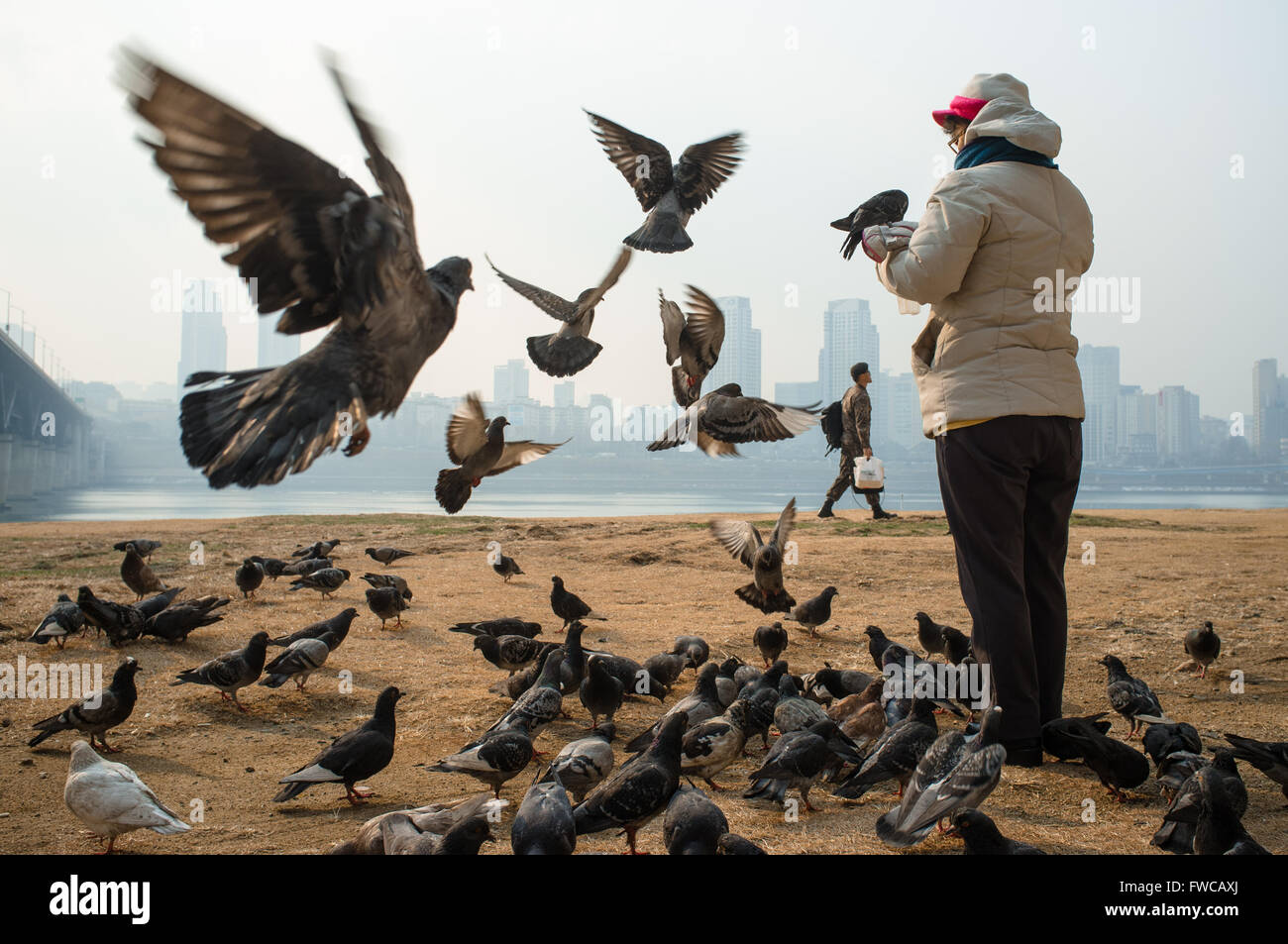 A woman feeds pigeons in Han River Park in Seoul, South Korea Stock Photo - Alamy