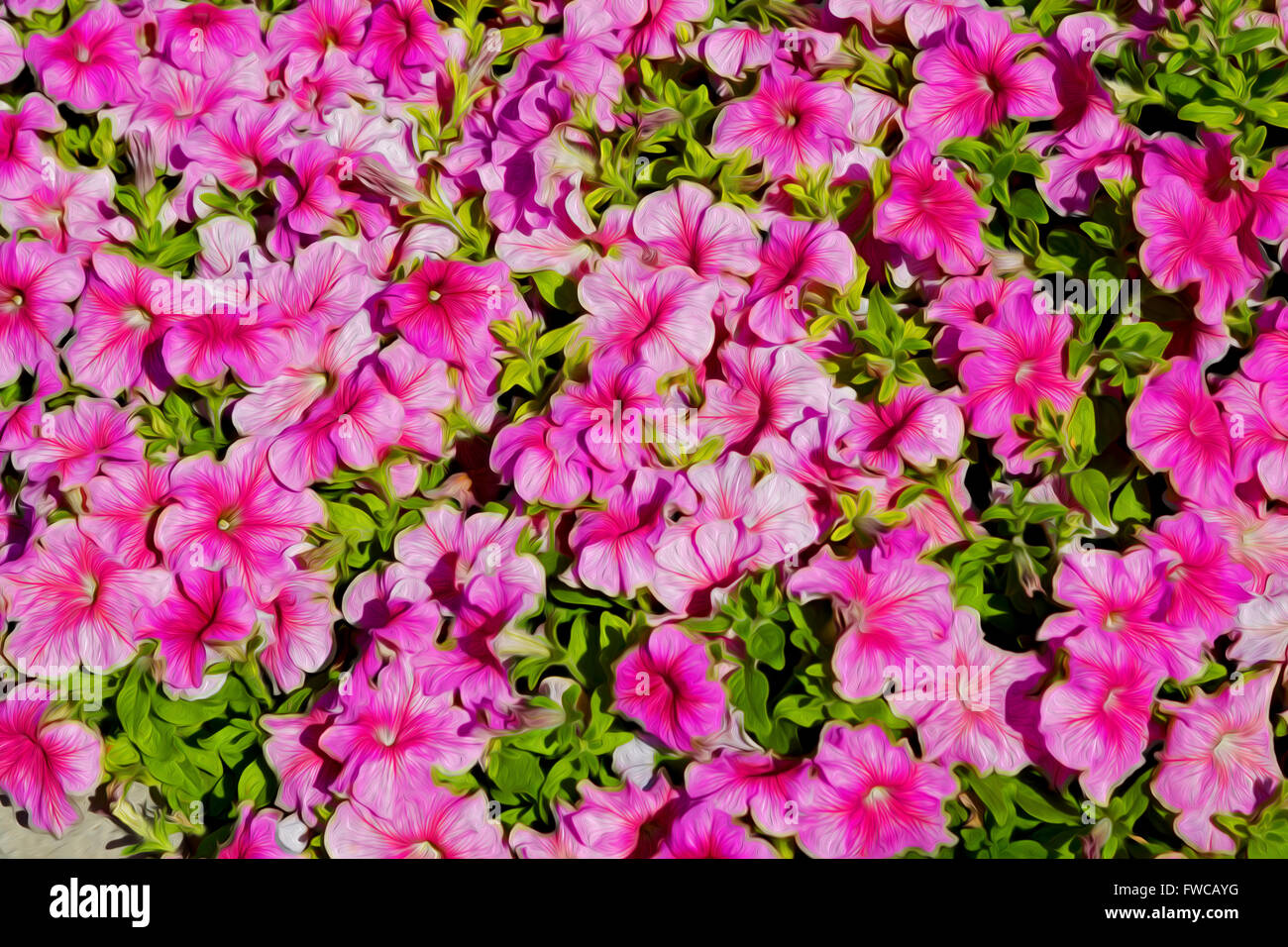 in the spring colors oman flowers and garden painted Stock Photo - Alamy