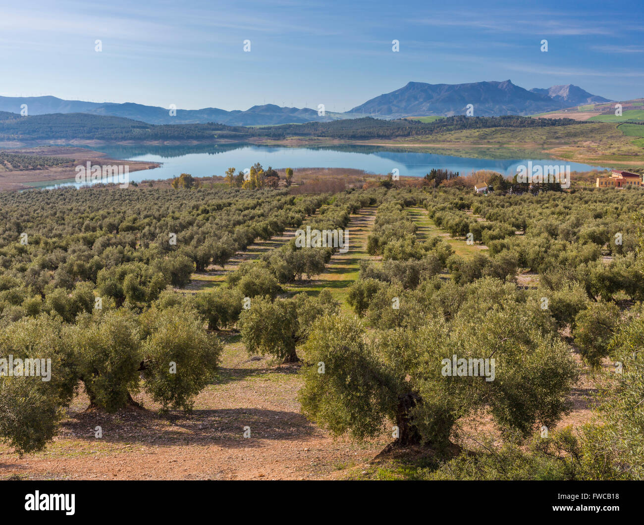 Malaga Province, Andalusia, southern Spain. Agriculture. Olive grove ...
