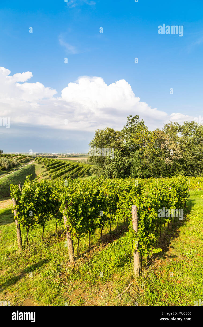 grapevine cultivation in the italian countryside in a stormy summer day ...