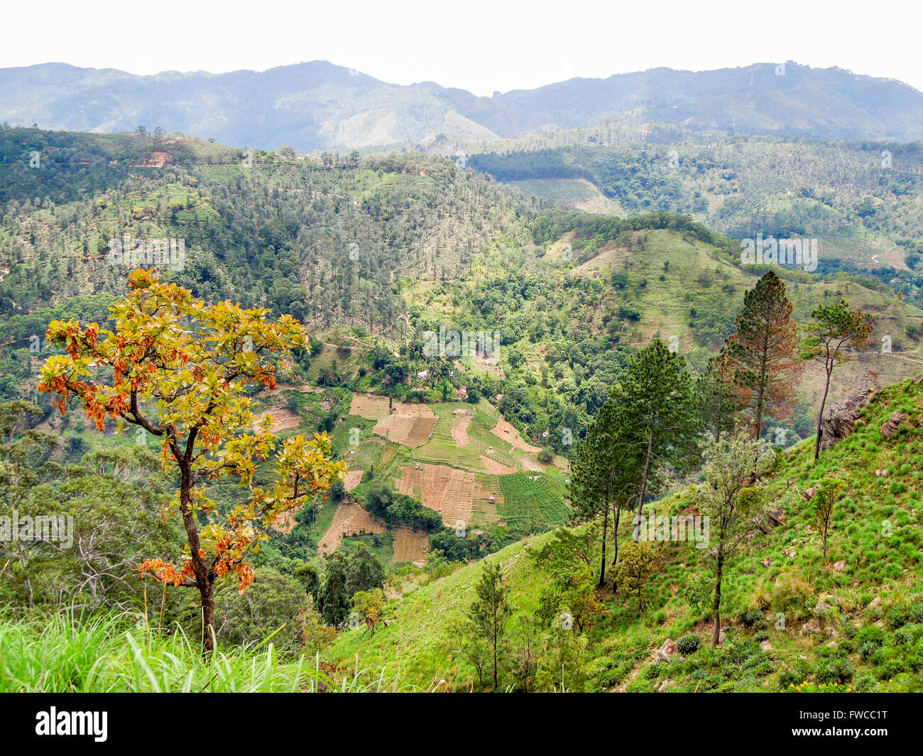 overgrown hilly scenery in Sri Lanka Stock Photo - Alamy