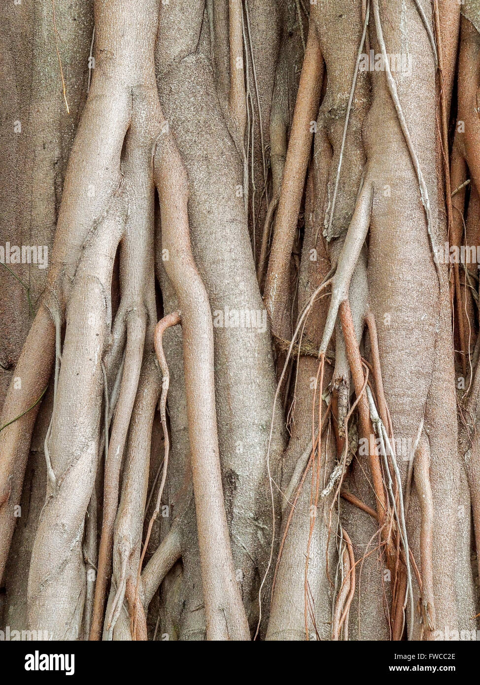 Wooden tree roots hi-res stock photography and images - Alamy
