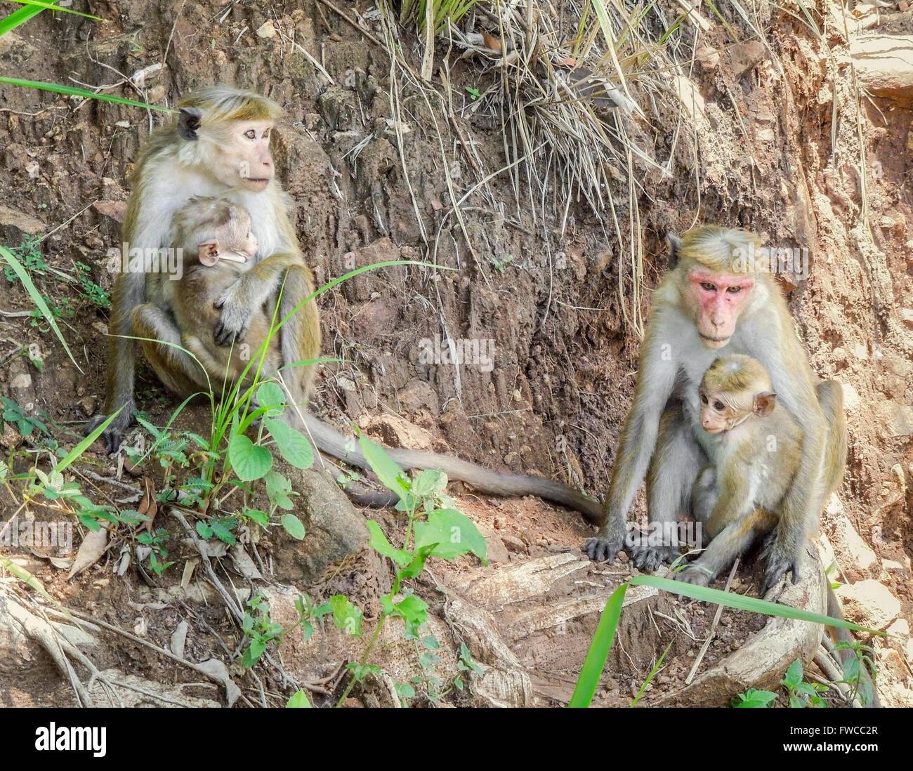 Grey macaques hi-res stock photography and images - Alamy