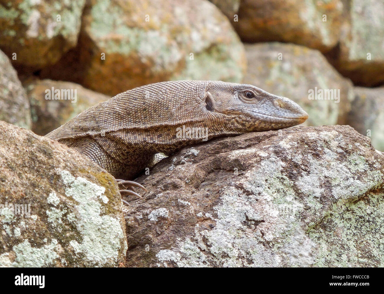 Ground lizard hi-res stock photography and images - Alamy