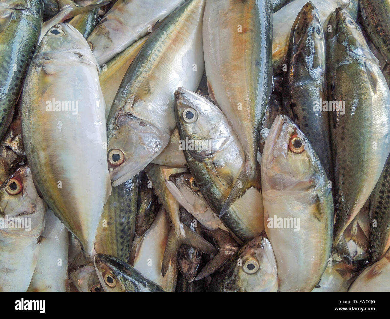 Types Of Edible Fish