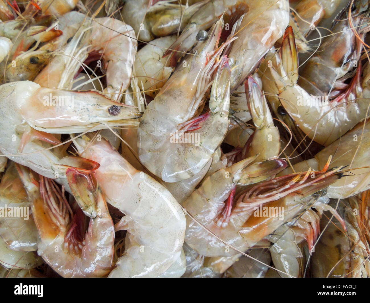 detail shot of fresh prawns seen in Sri Lanka Stock Photo - Alamy