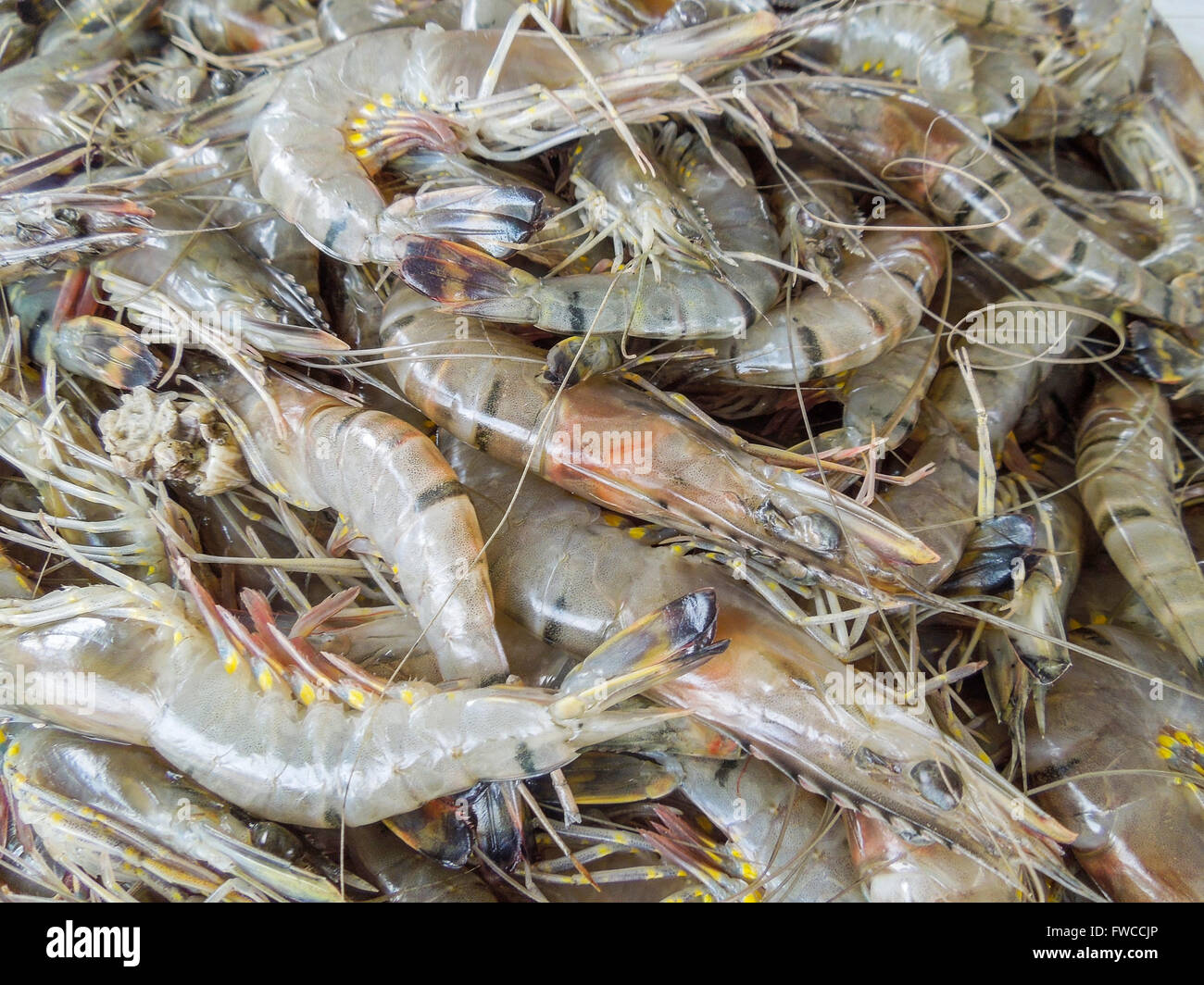 Crab shrimp prawn animal hi-res stock photography and images - Alamy