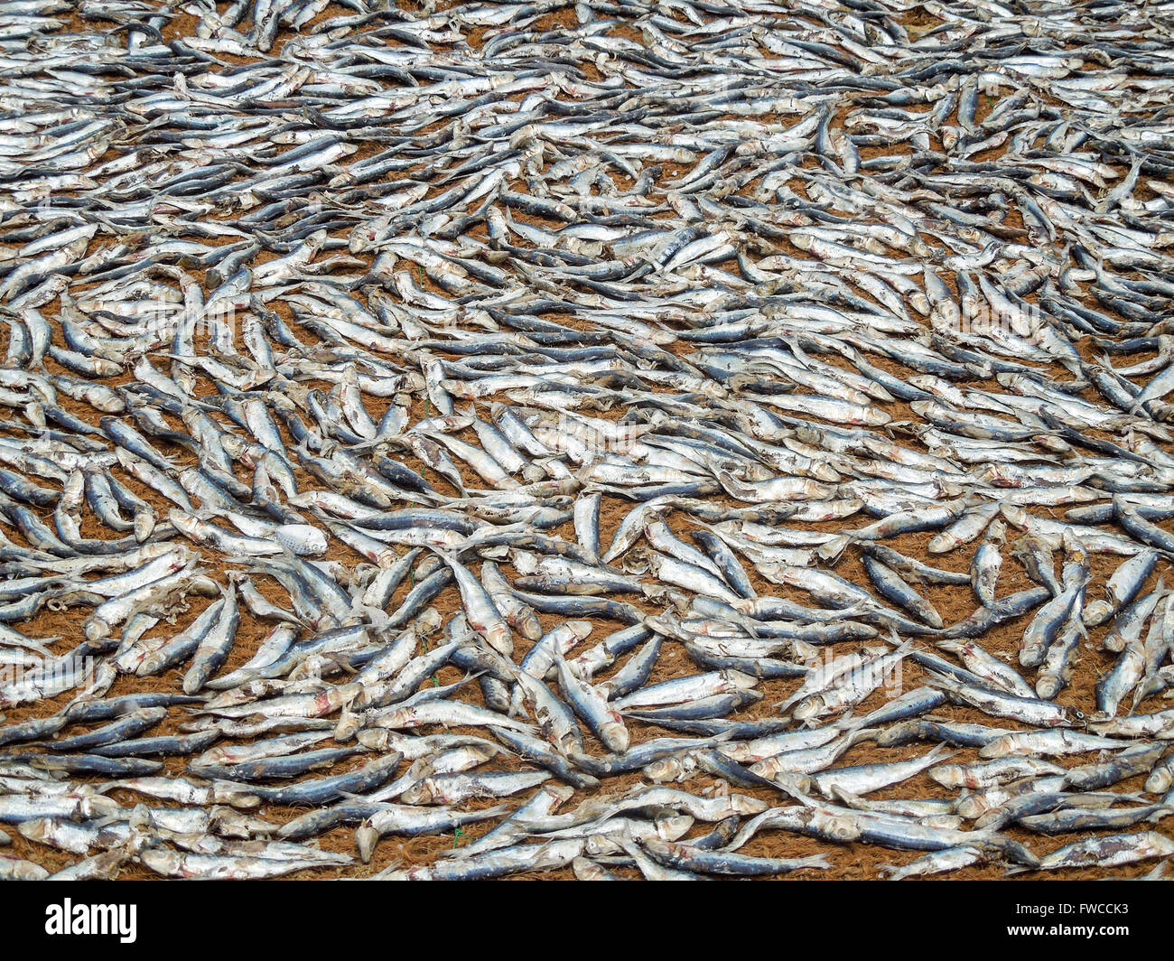 Fish drying on frame hi-res stock photography and images - Alamy