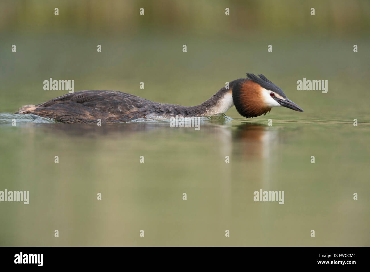 Great Crested Grebe ( Podiceps cristatus ), adult in breeding dress ...
