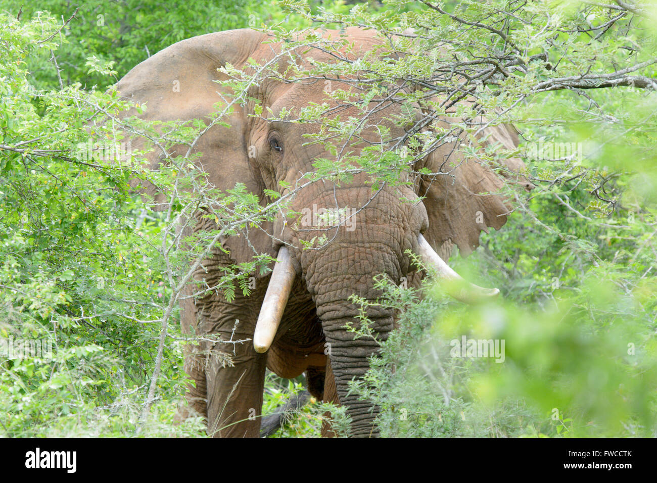 African Elephant (Loxodonta africana) looking at camera trough acacia ...