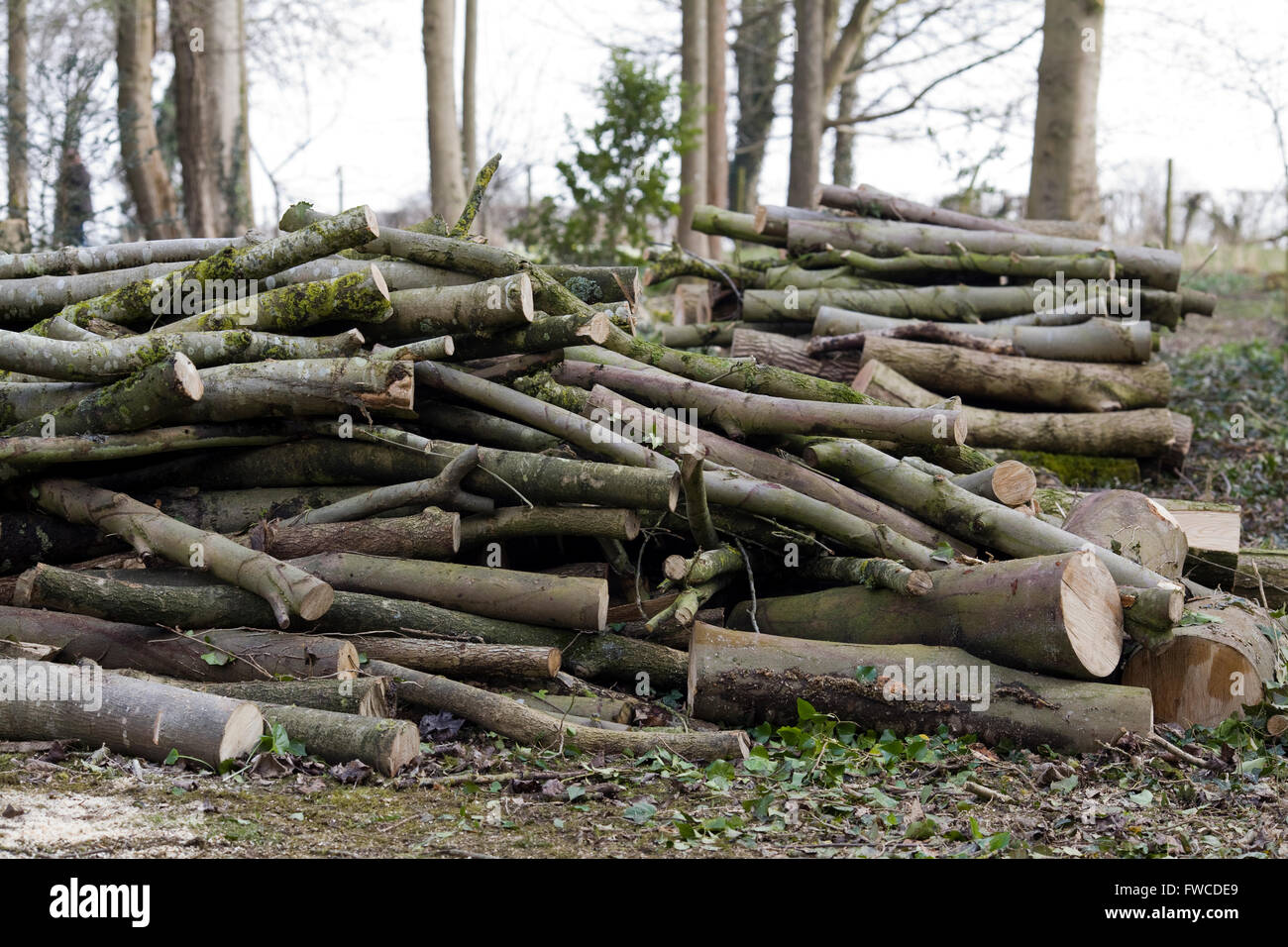 Stack of felled trees in woodlands Stock Photo - Alamy
