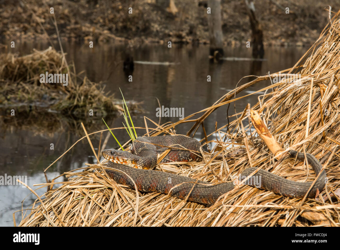 Swamp snake hi-res stock photography and images - Alamy