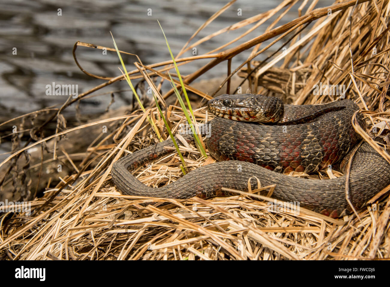 Northern water snake hi-res stock photography and images - Alamy