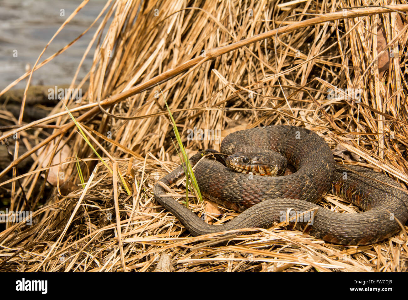 Northern water snake hi-res stock photography and images - Alamy