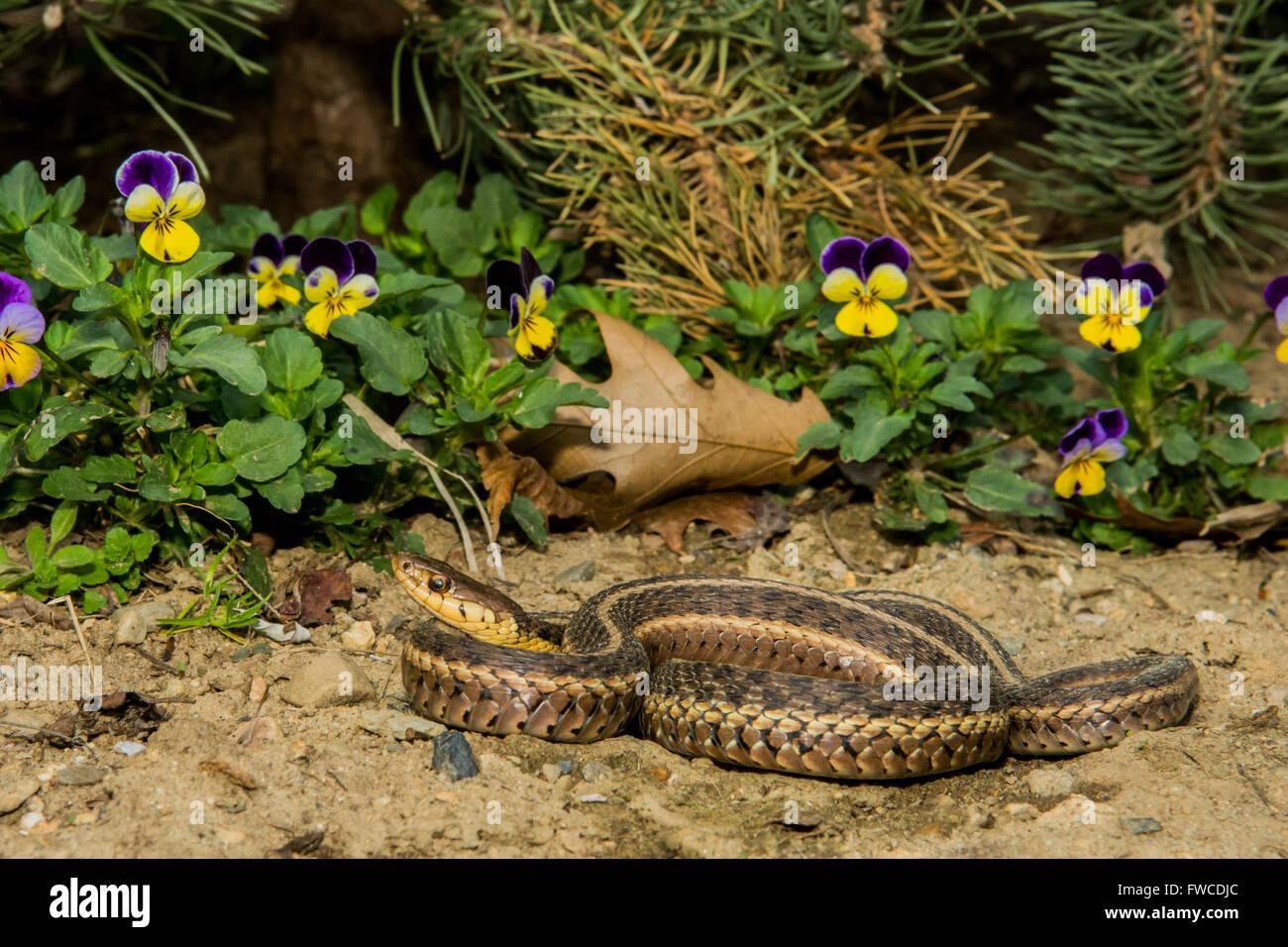 Eastern Garter Snake Stock Photo - Alamy