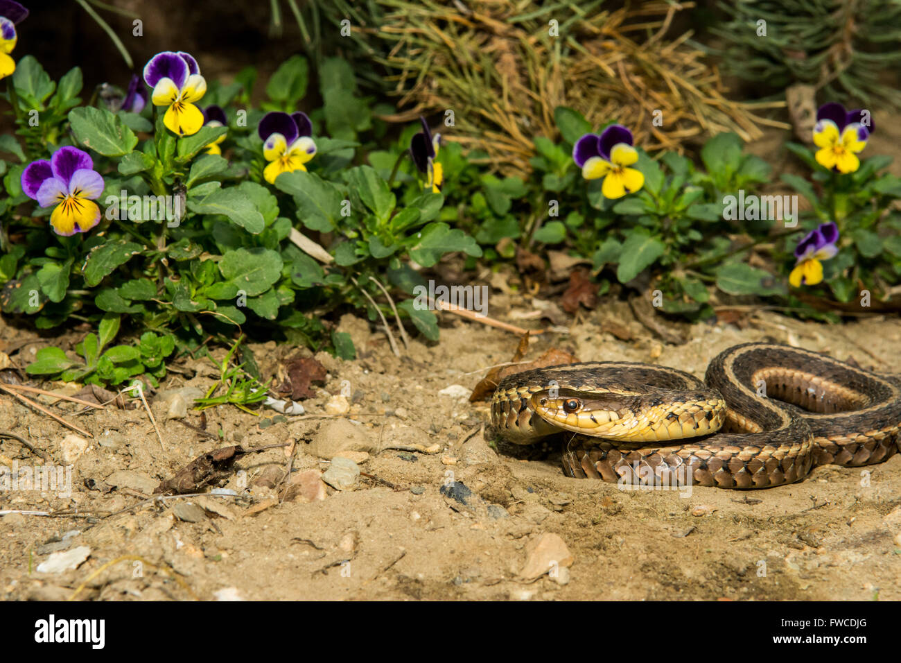 Eastern garter snake hi-res stock photography and images - Alamy