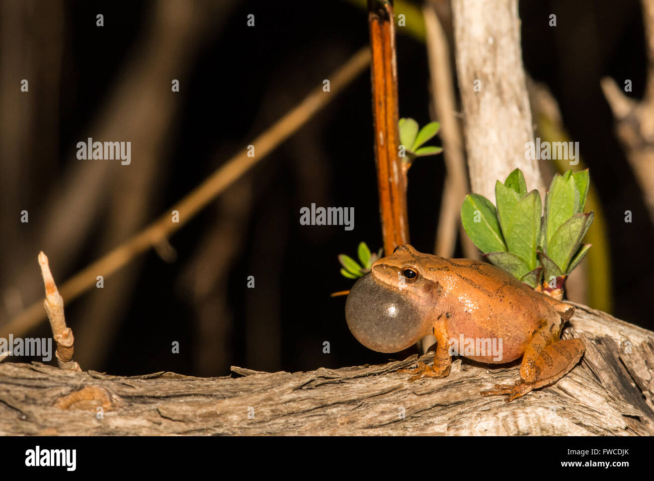 Peeper frog hi-res stock photography and images - Alamy