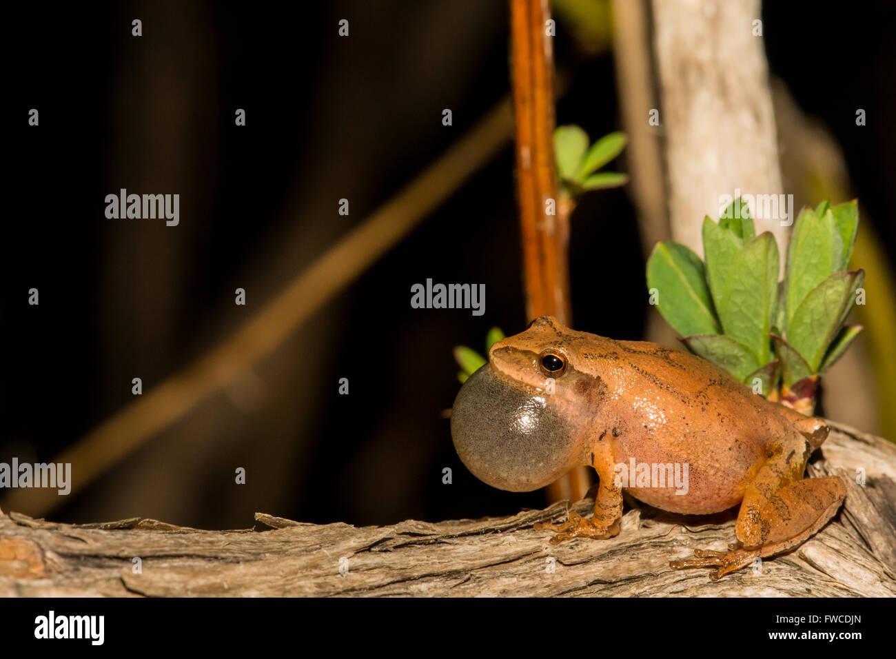 Peeper frog hi-res stock photography and images - Alamy