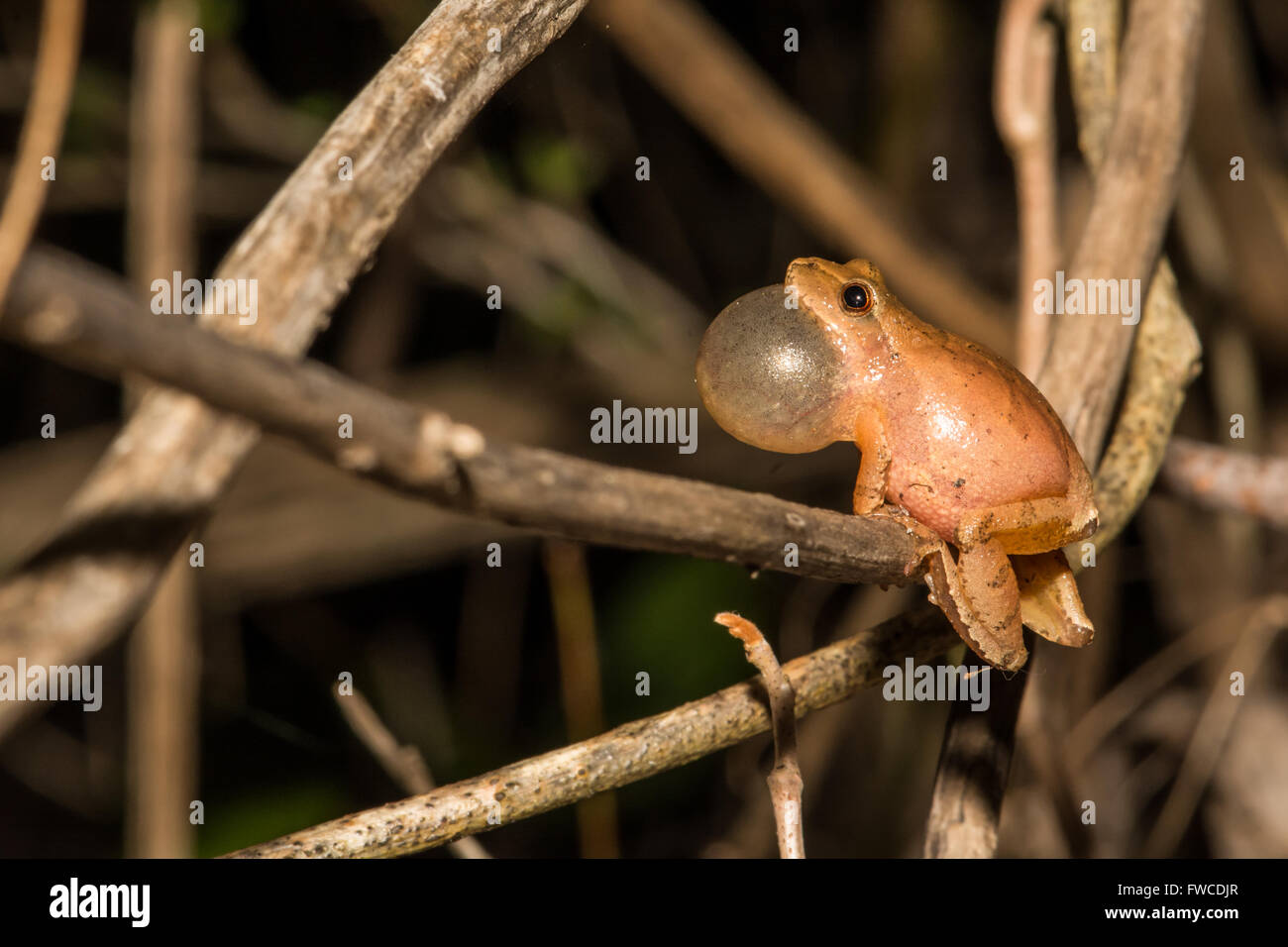 Spring peeper jump hi-res stock photography and images - Alamy