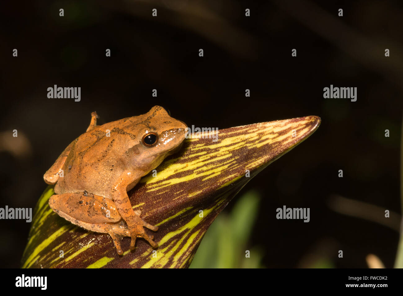 Peeper frog hi-res stock photography and images - Alamy