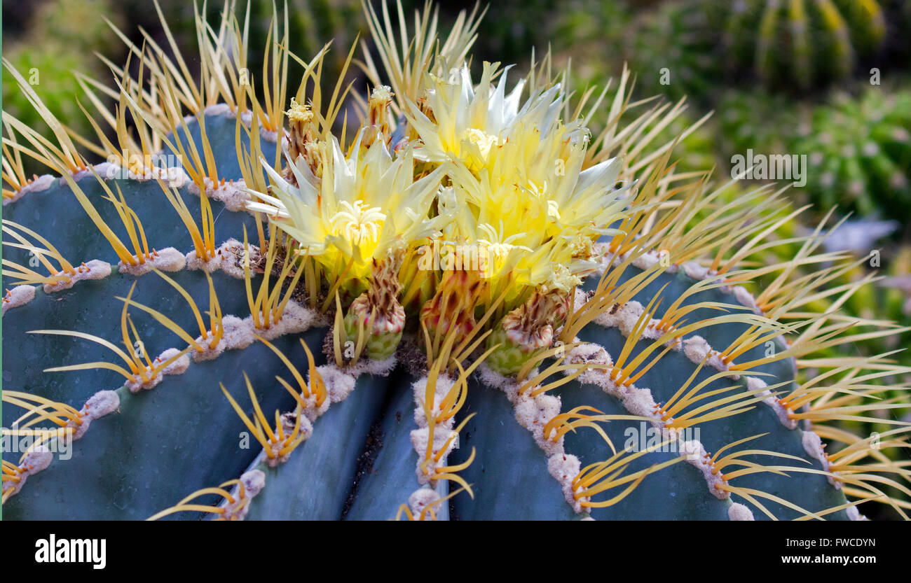 Mescaline hi-res stock photography and images - Alamy