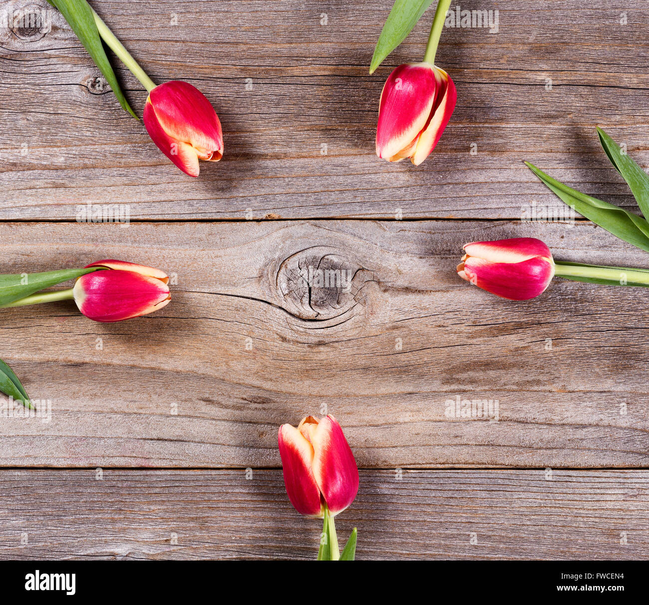 Tulips on rustic wood in circle border frame Stock Photo - Alamy