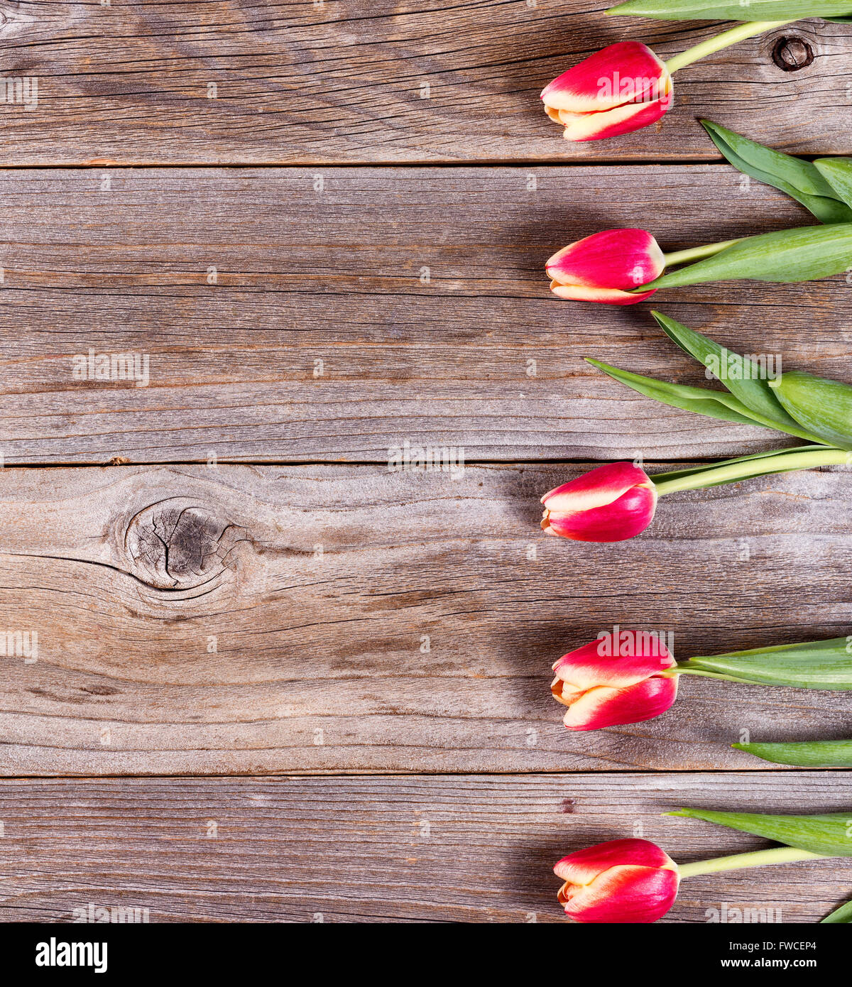 Tulips on rustic wood, right side of frame, in vertical format Stock ...