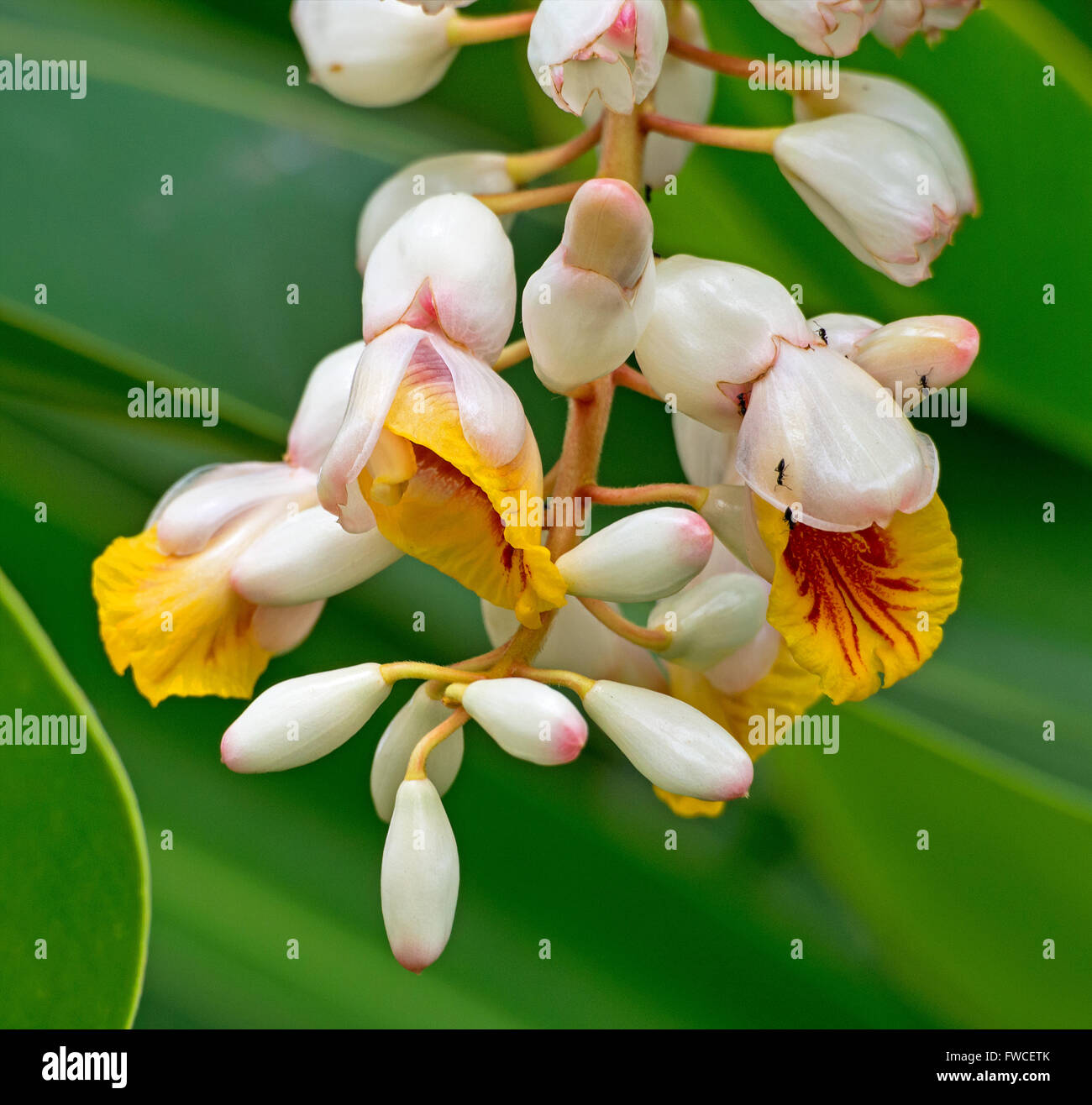 Cardamom Tree High Resolution Stock Photography and Images - Alamy