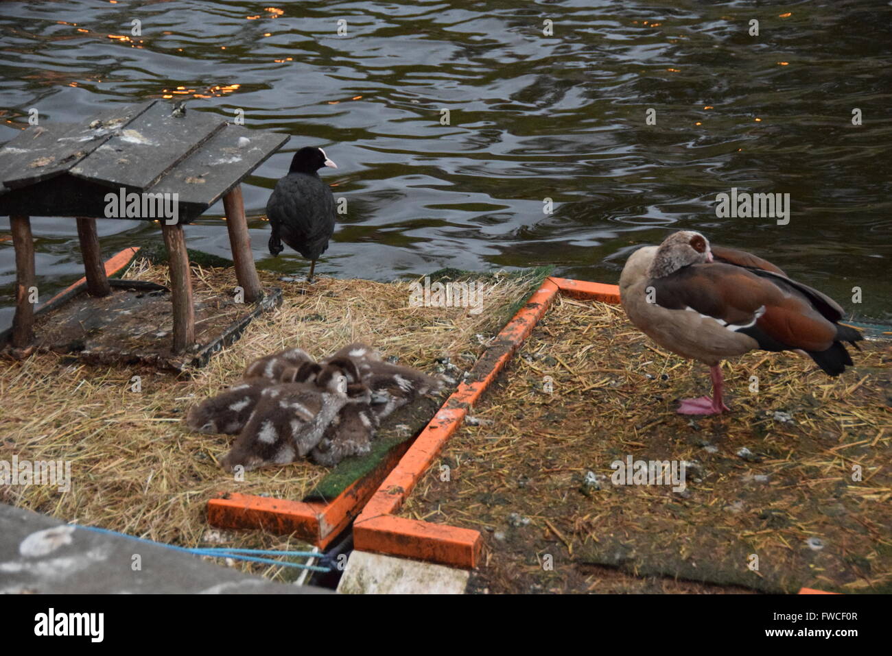 Bird family on a pier at Prinsessengracht Stock Photo - Alamy