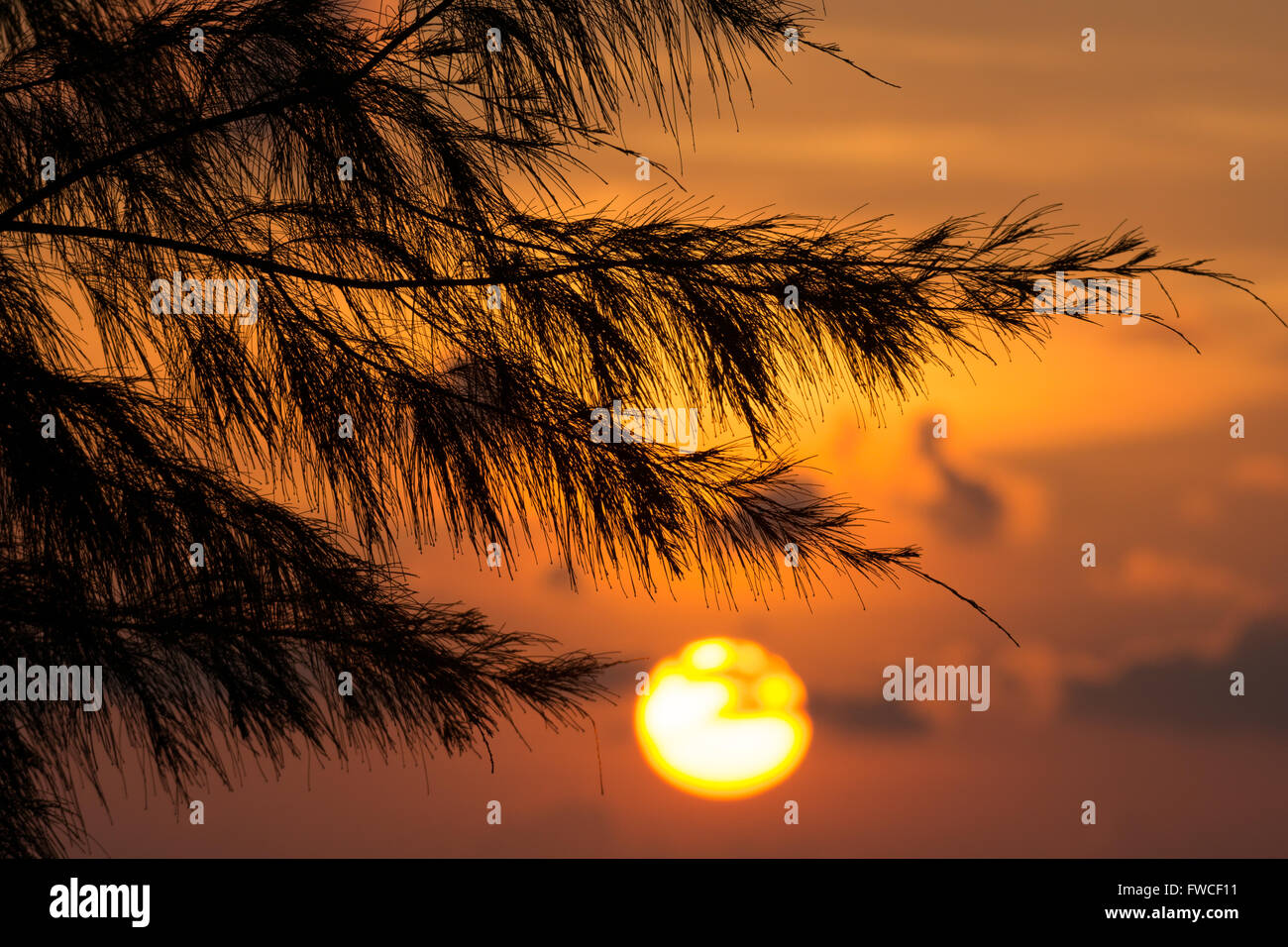 Majestic sunrise over pine tree in Terengganu, Malaysia Stock Photo - Alamy