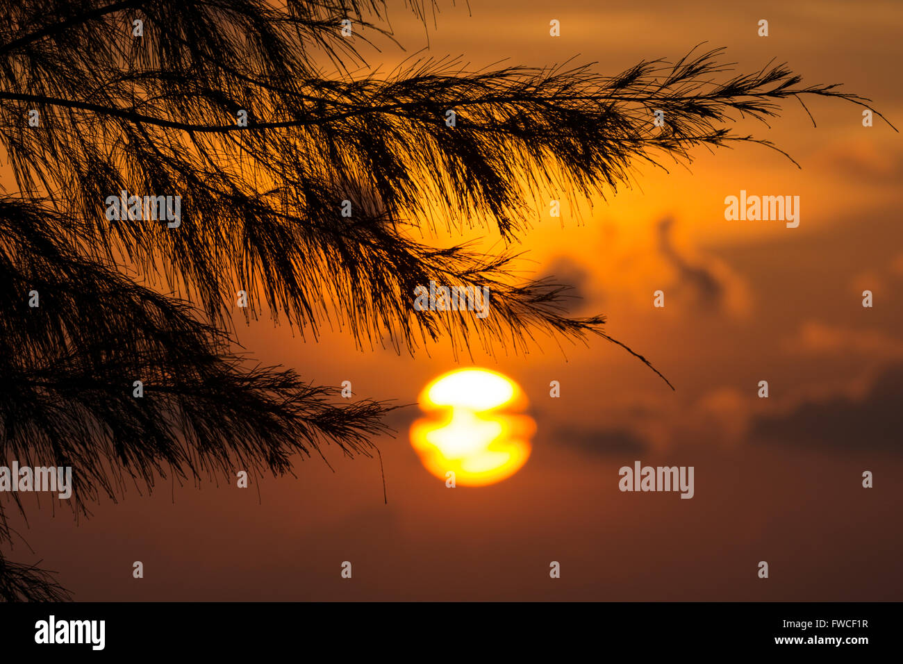 Pine tree in malaysia hi-res stock photography and images - Alamy