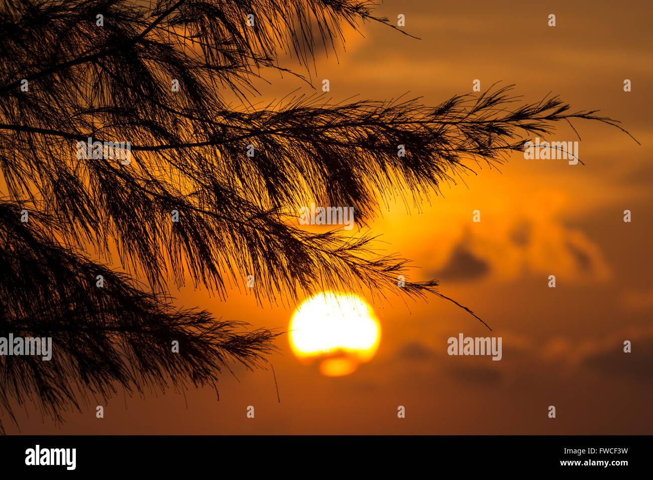 Pine tree in malaysia hi-res stock photography and images - Alamy
