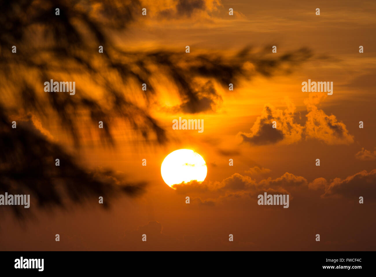 Pine tree in malaysia hi-res stock photography and images - Alamy