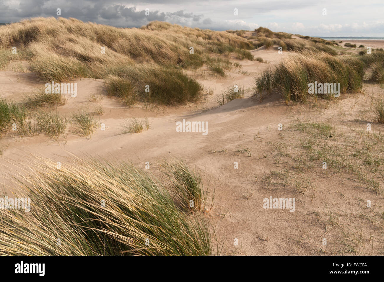 Welsh coastal plant hi-res stock photography and images - Alamy