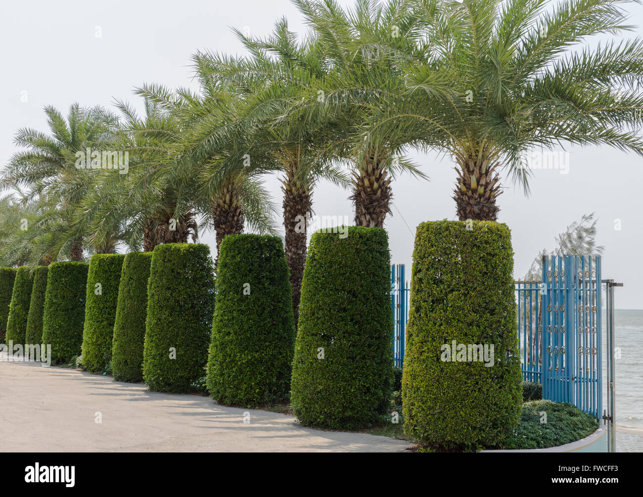 palm trees and hedges Stock Photo - Alamy palm trees and hedges Stock Photo - Alamy