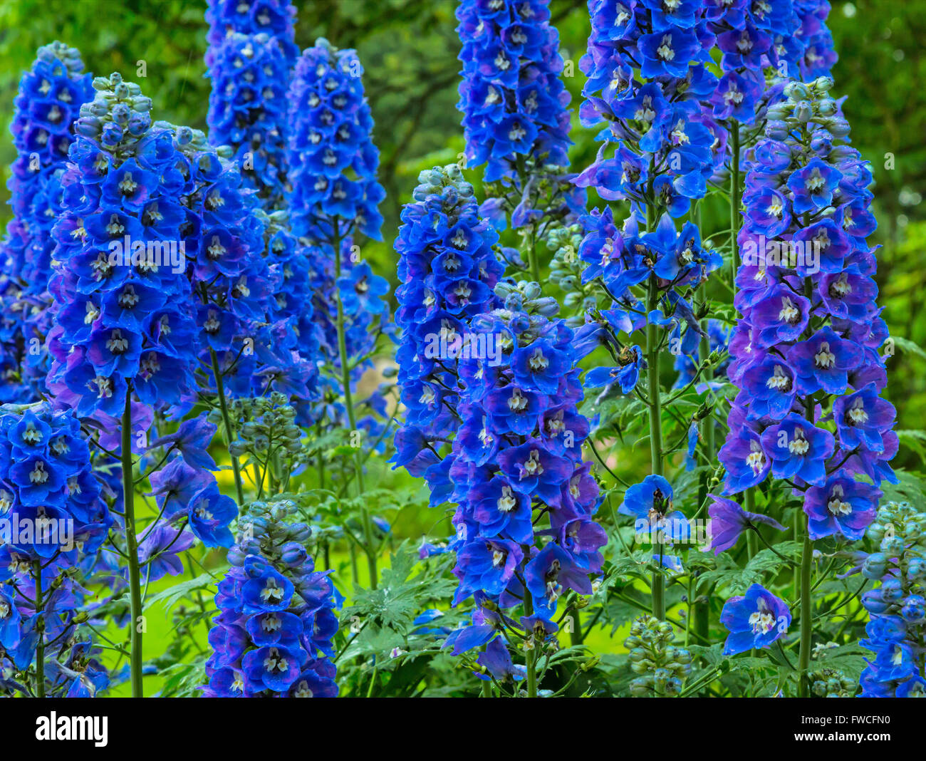 Delphinium bloom hi-res stock photography and images - Alamy