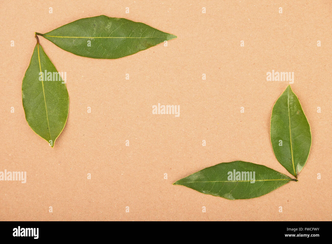 Laurel leaves border hi-res stock photography and images - Alamy