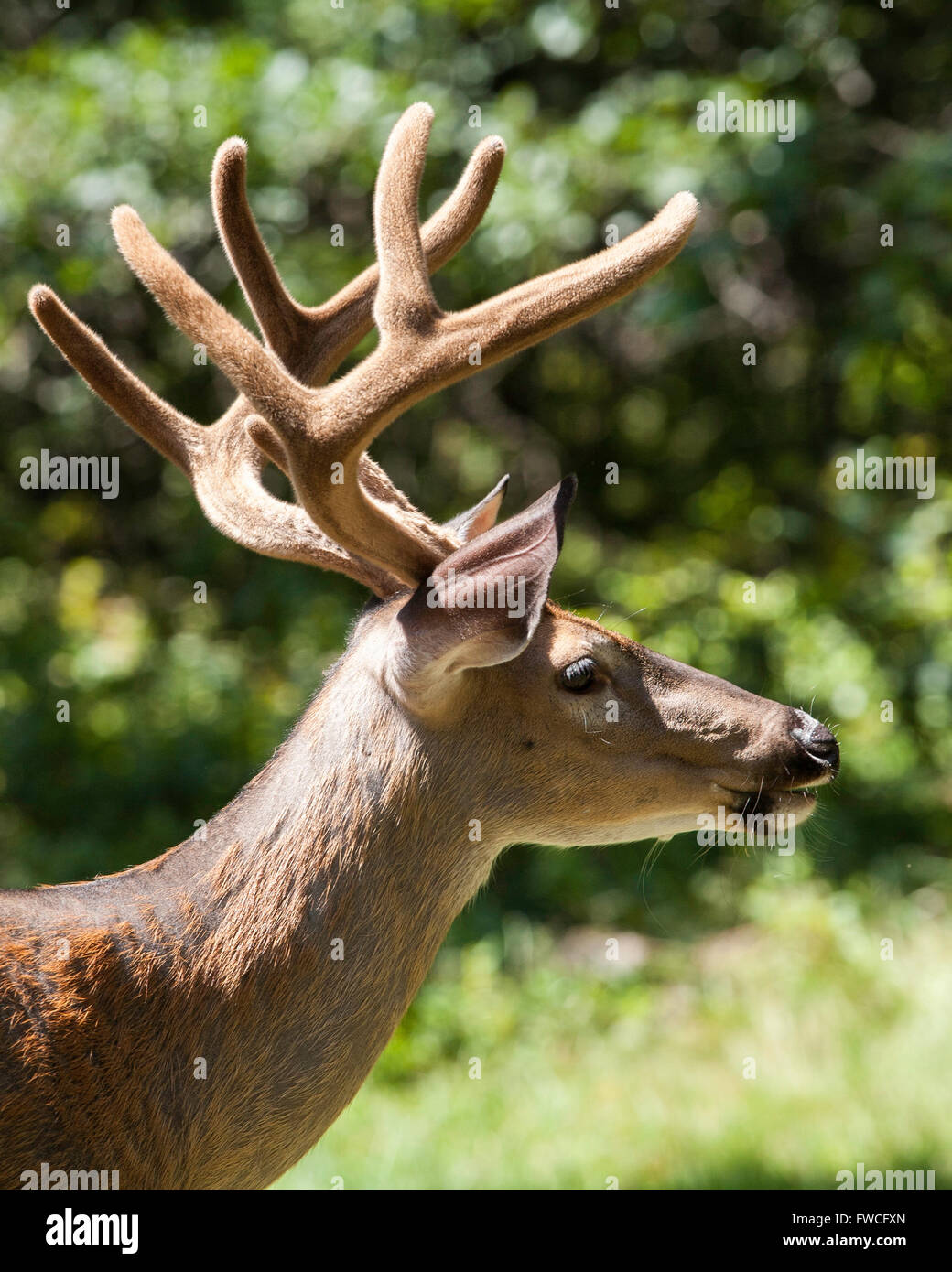 8 point buck hi-res stock photography and images - Alamy