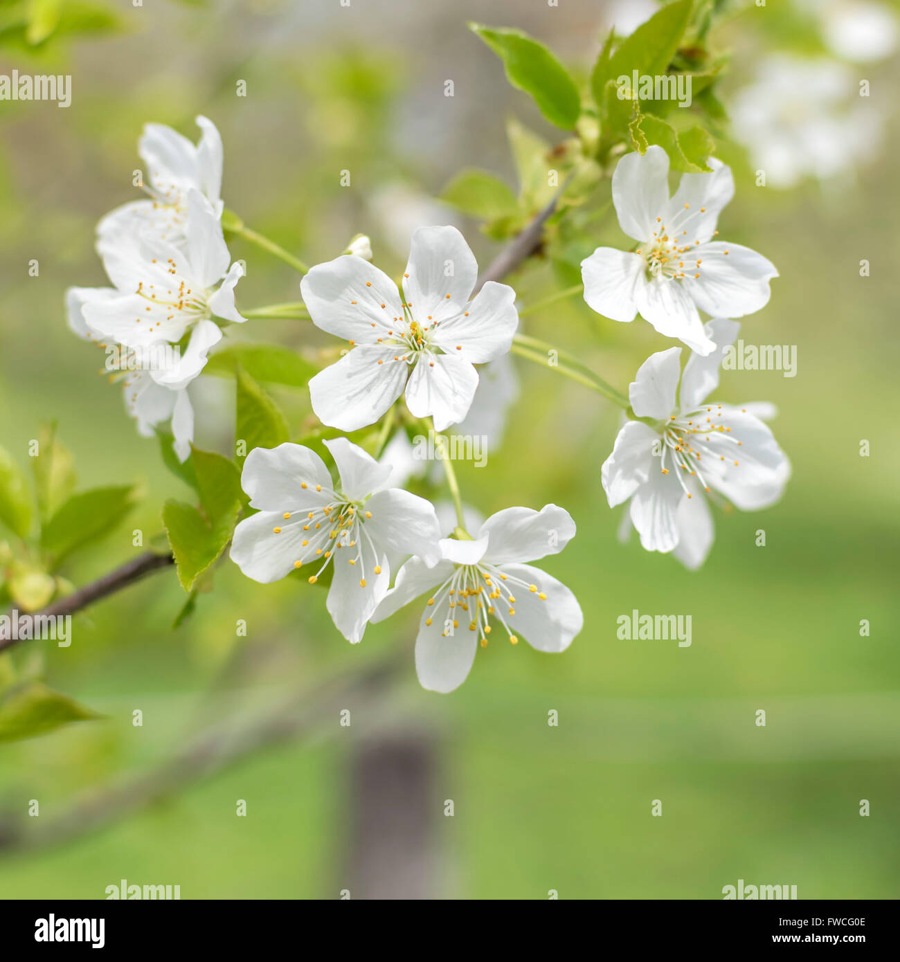White plum flowers hi-res stock photography and images - Alamy