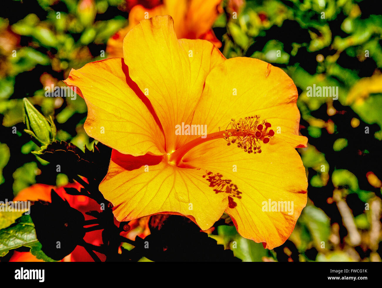 Yellow/Red Hawaiian Hibiscus Stock Photo - Alamy