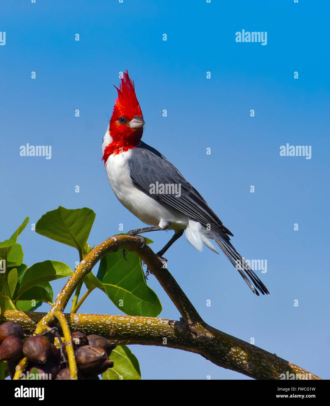 Gray cardinal hi-res stock photography and images - Alamy