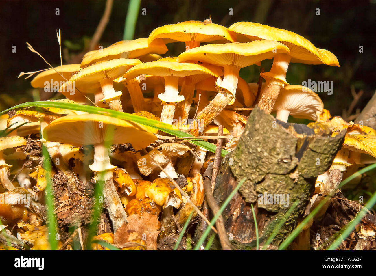 Wild Mushrooms in the Wild Stock Photo - Alamy