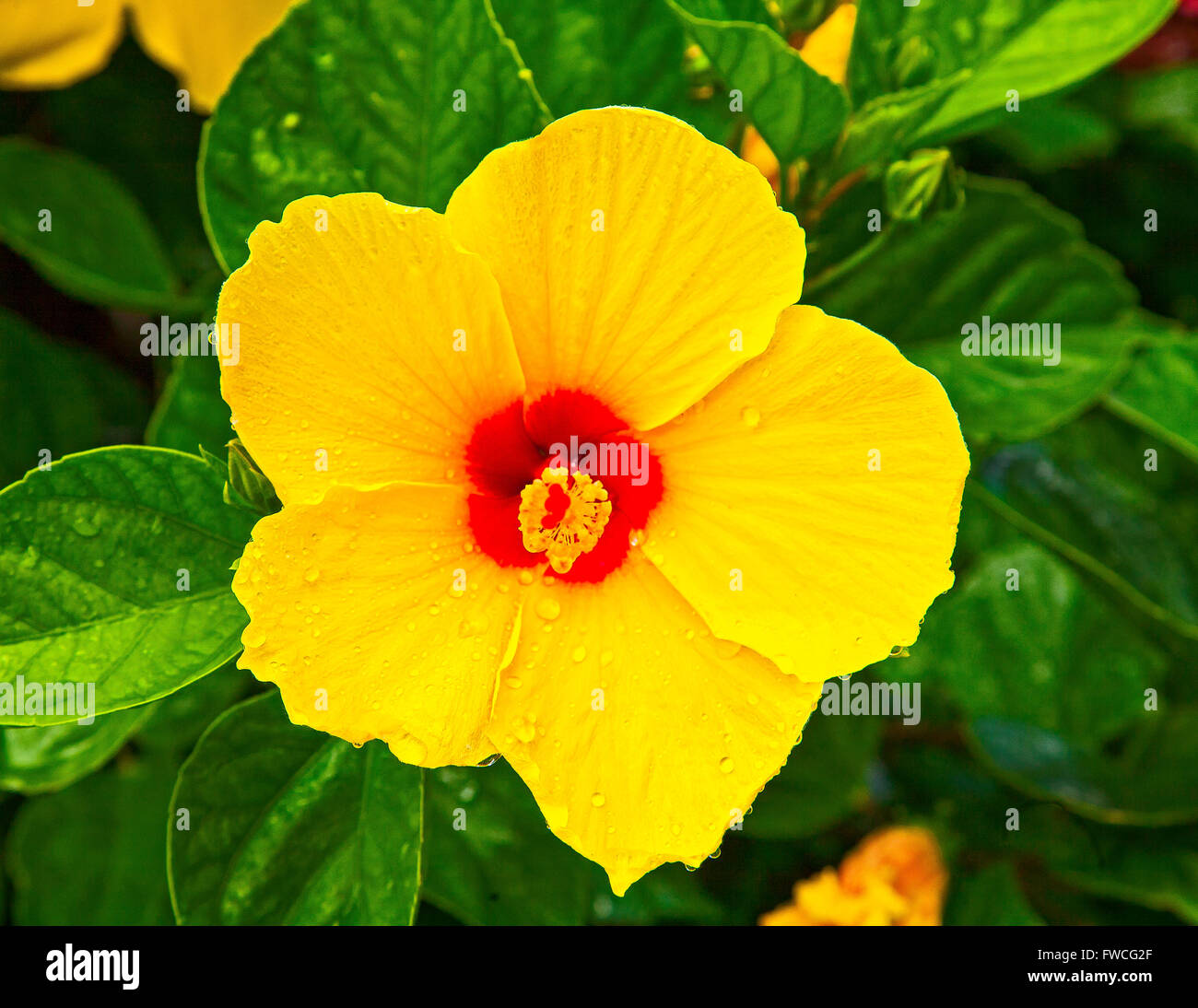 Hawaiian Yellow Hibiscus Stock Photo - Alamy