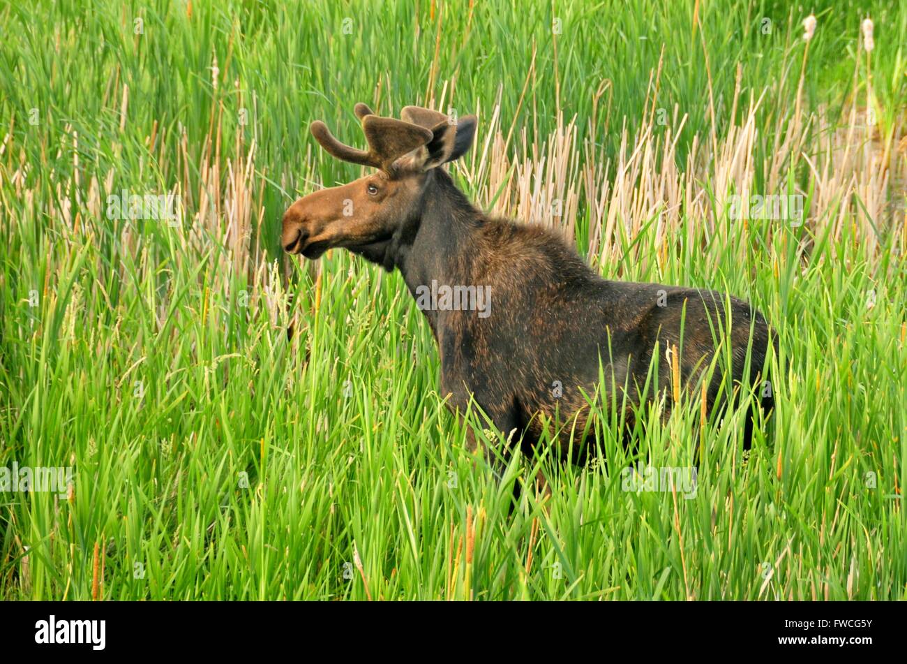 Bull heads hi-res stock photography and images - Alamy