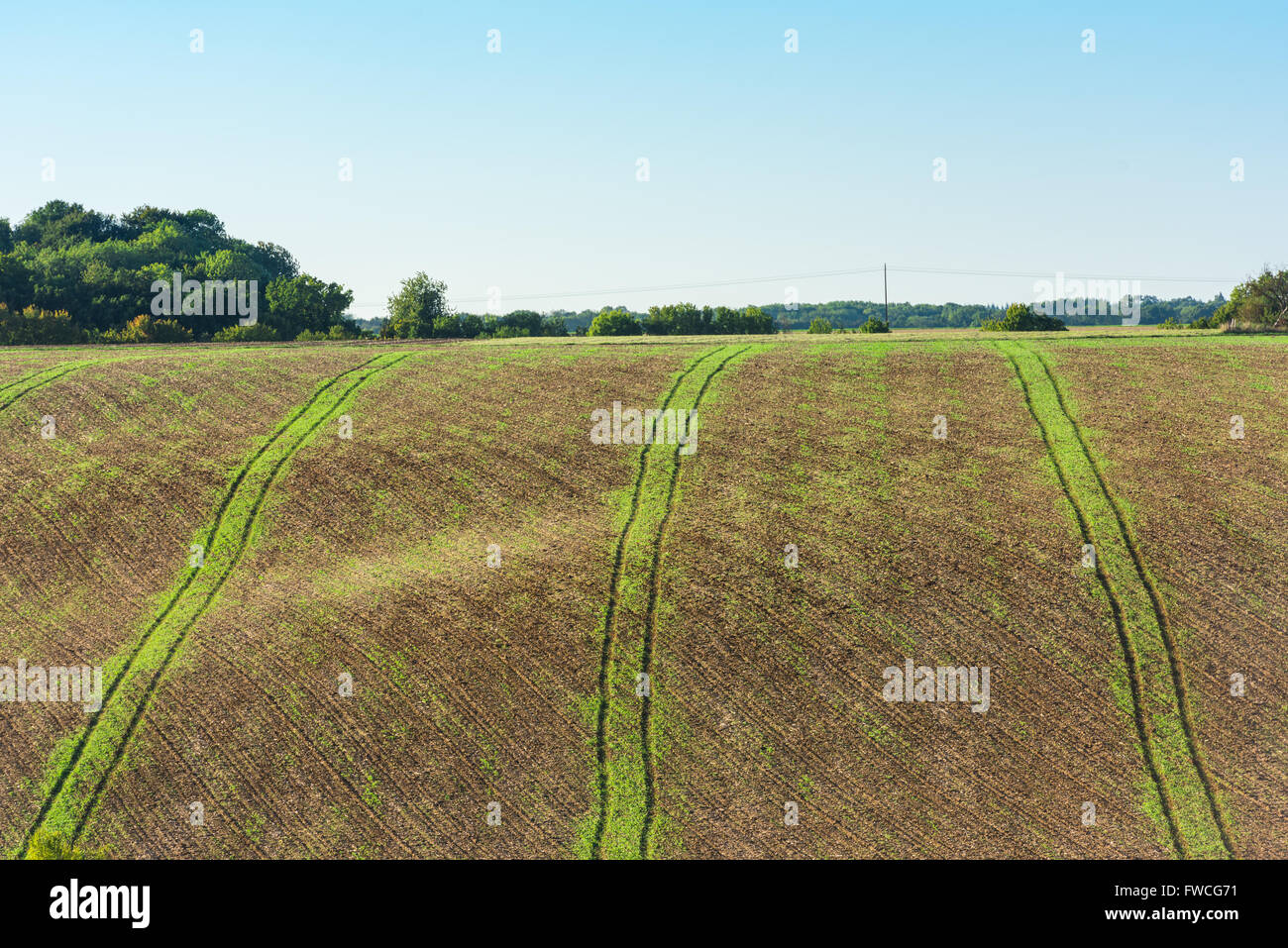 Agricultural field on a hill with young sprouts. Horizontal shot Stock ...