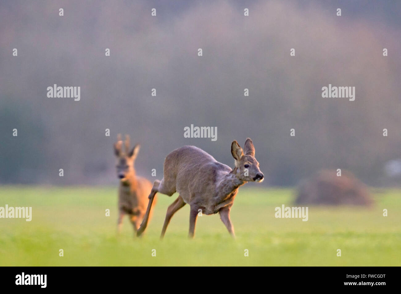 Roe buck doe chasing hi-res stock photography and images - Alamy